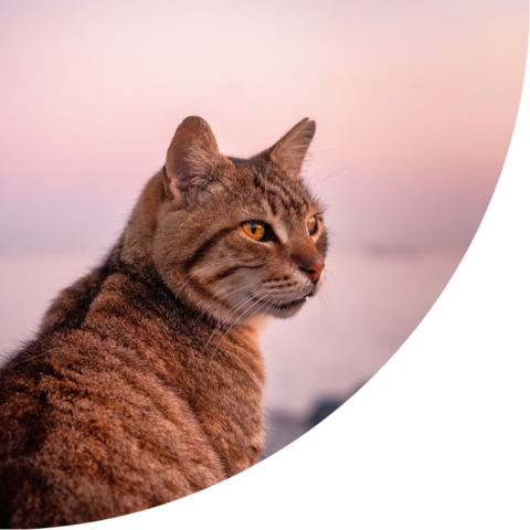 Vet Near Me Rockport, TX 78382 | Bay Breeze Animal Clinic