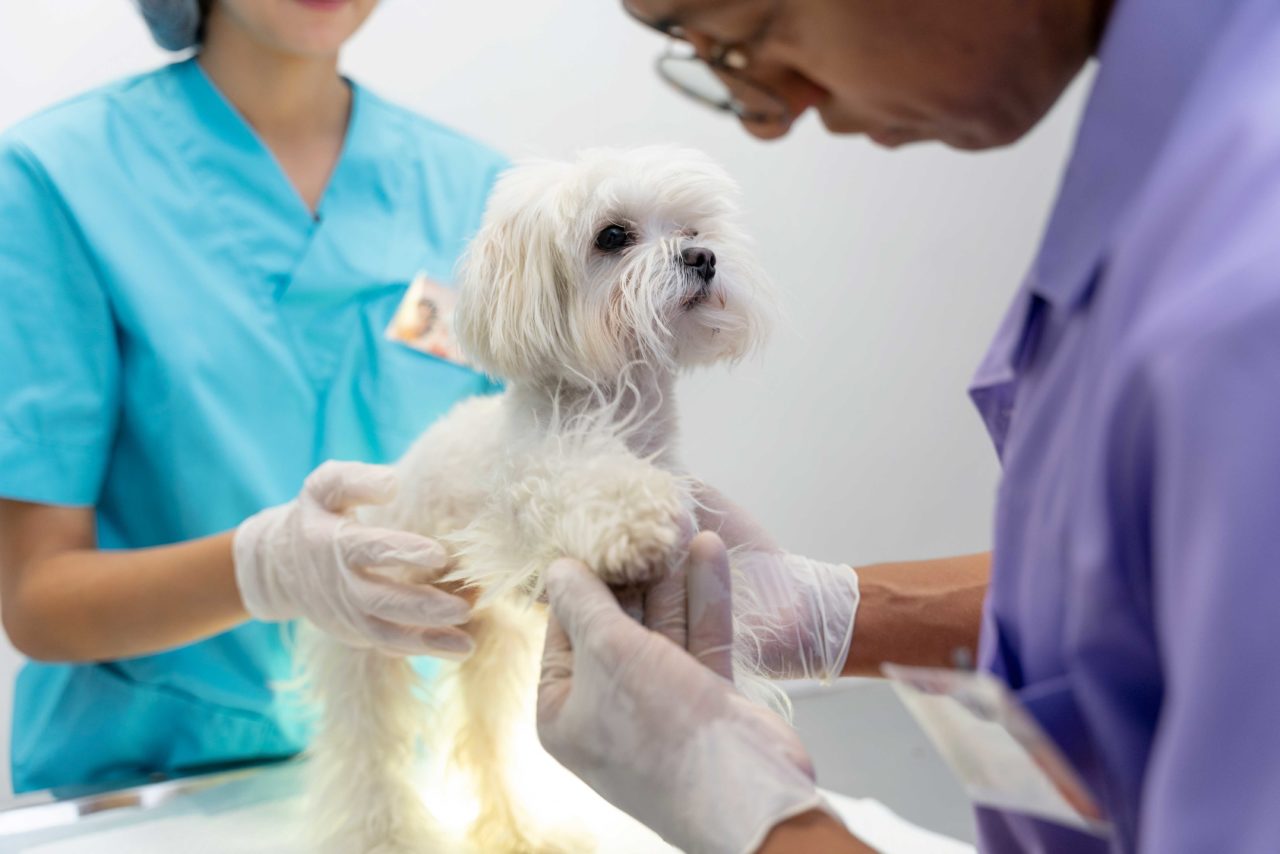 Pet Soft Tissue Surgery In Rockport, TX 78382 | Bay Breeze Animal Clinic