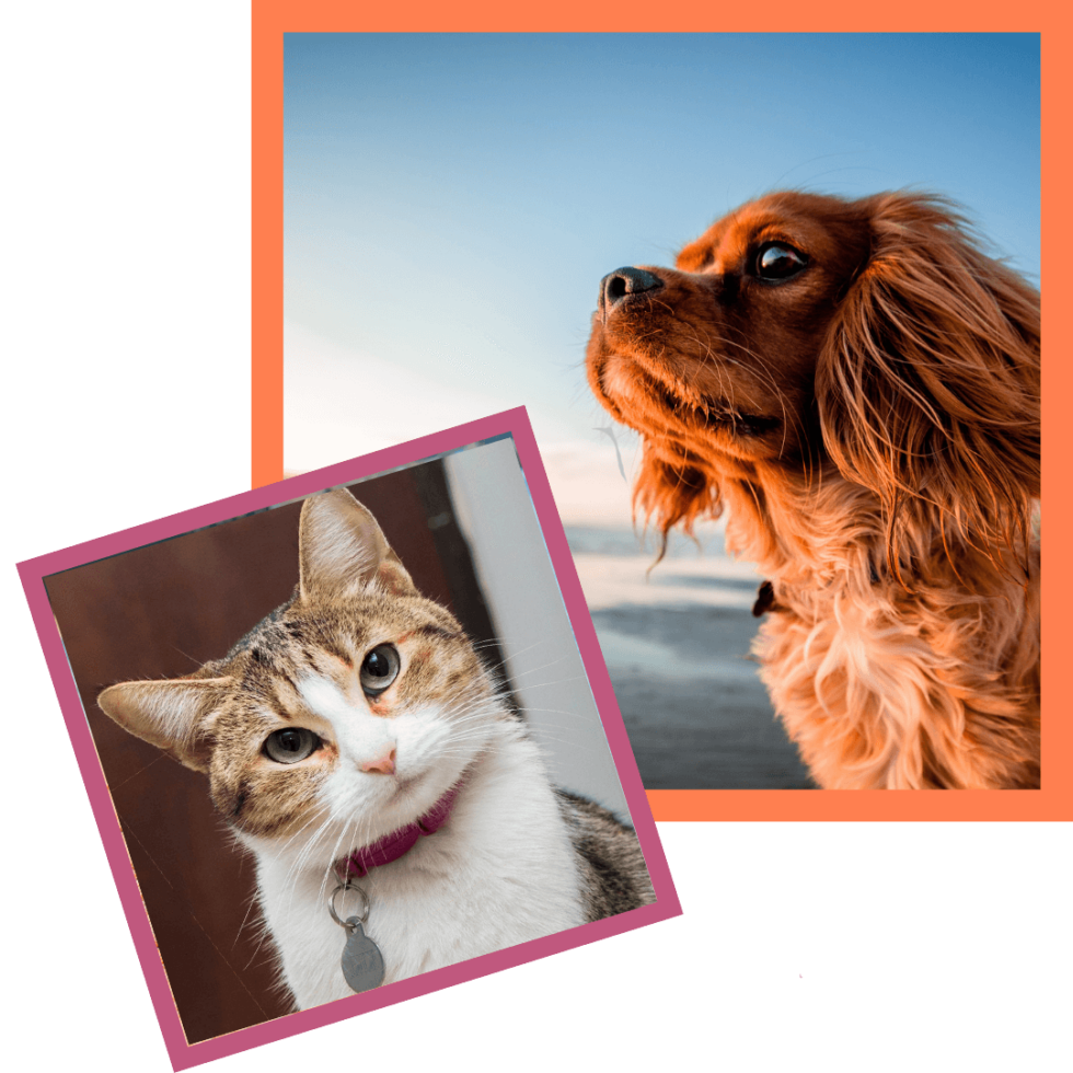 Best Veterinary Hospital In Rockport, TX | Bay Breeze Animal Clinic